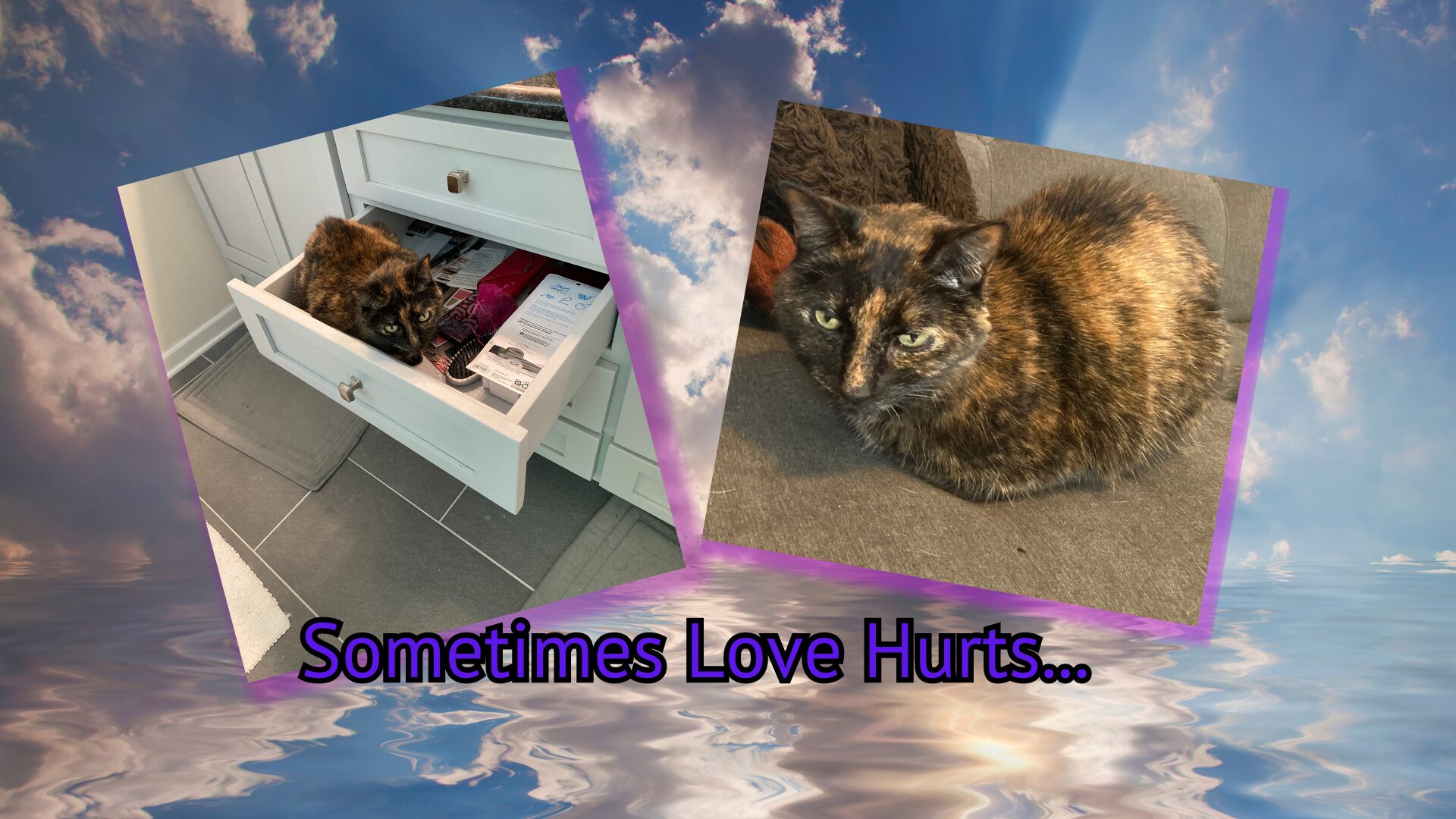 Love (and Life) Lessons from Jonesie the Cat - Foundations Coaching ...